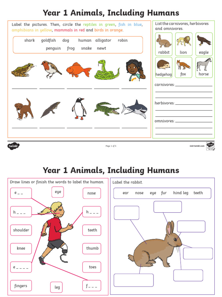 Year 1 Animals Including Humans Revision Mat Activity | PDF | Frog | Tooth
