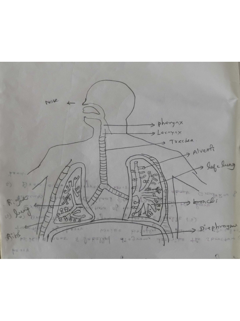 Anatomy and Physiology of Respiratory System | PDF