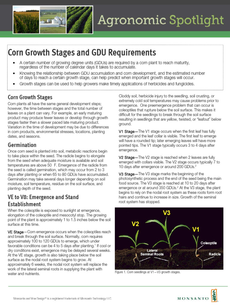 Corn Growth Stages and GDU Requirements | PDF | Seed | Root