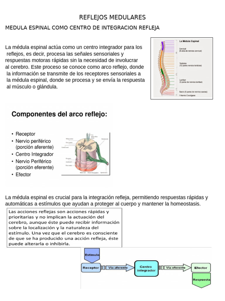 Apuntes REFLEJOS MEDULARES | PDF | Músculo | Sistema nervioso