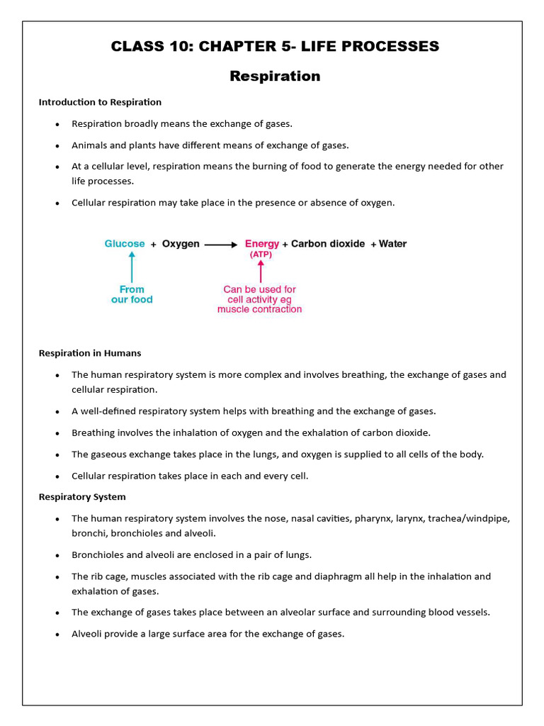 Class 10 Respiration Notes | PDF | Respiratory System | Respiratory Tract