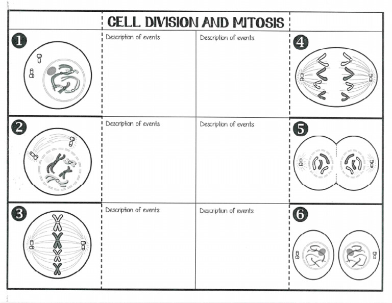 Events of Cell Division | PDF