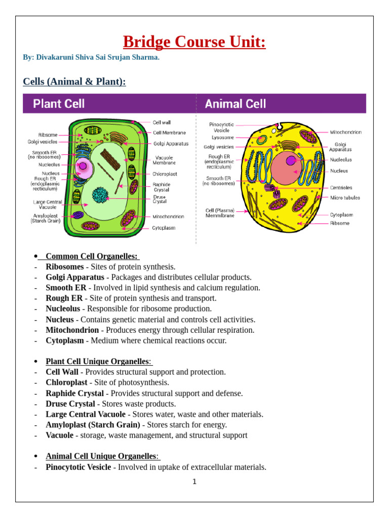 Bridge Course | PDF | Meiosis | Cell (Biology)