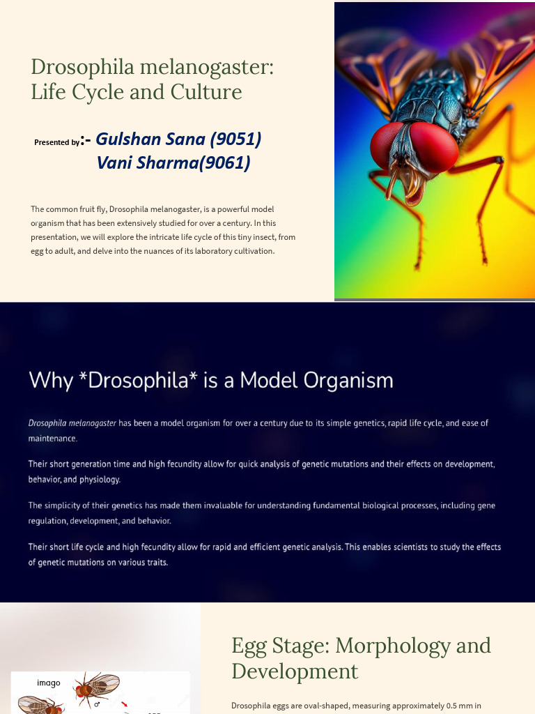 Drosophila Melanogaster Life Cycle and Culture | PDF | Drosophila ...