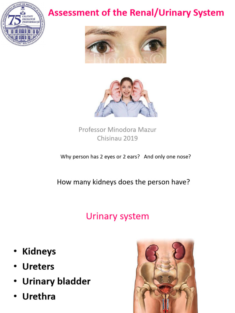 Overview of Renal/Urinary System Functions | PDF | Kidney | Urinary System