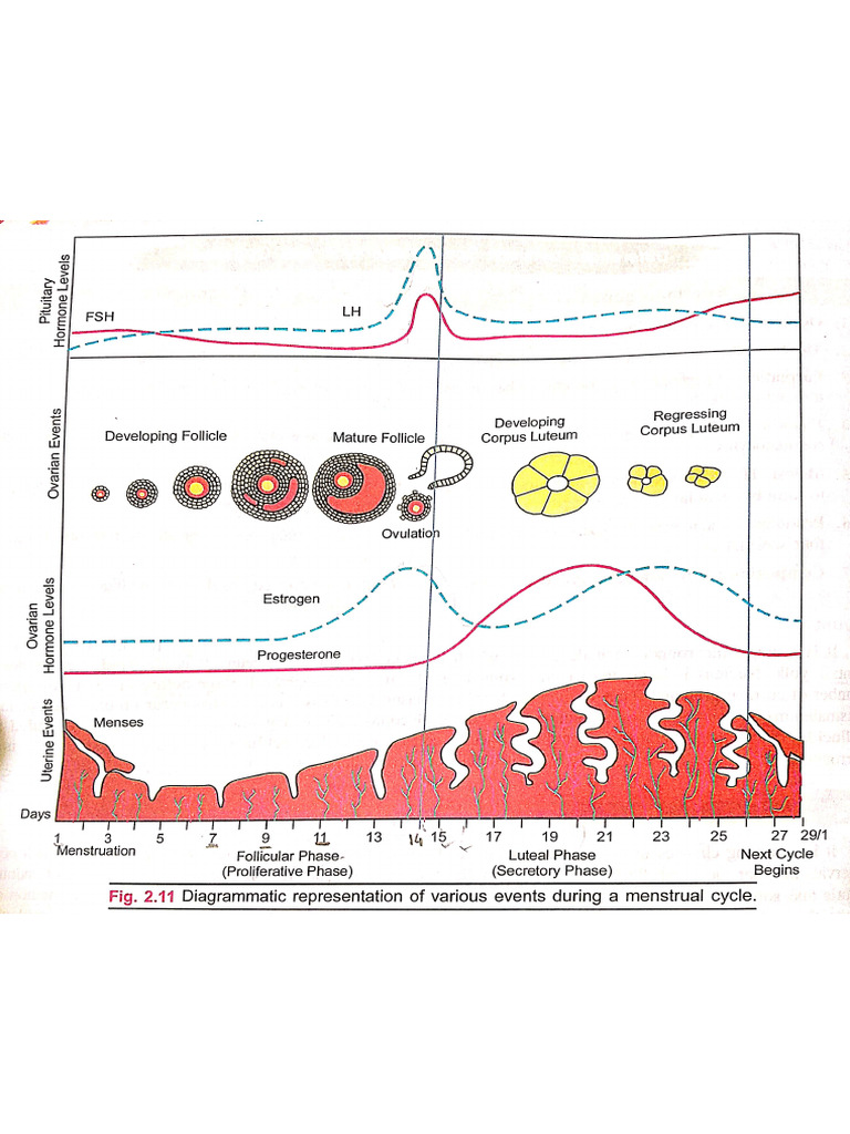 Menstrual Cycle Notes | PDF