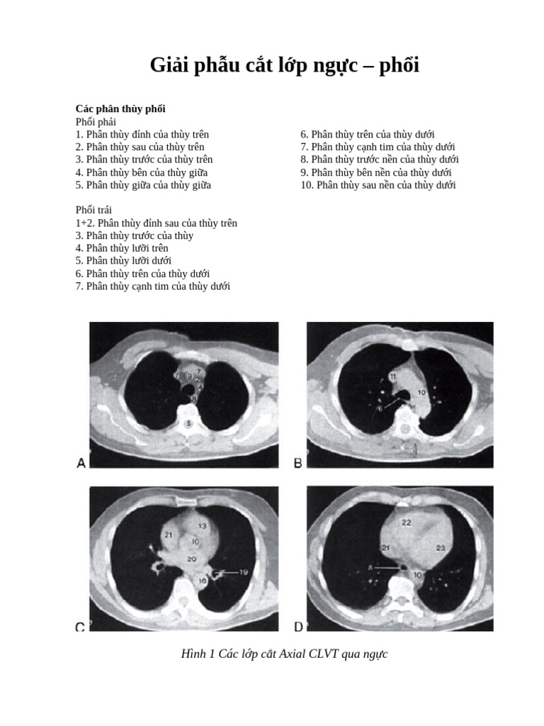 Giai Phau Cat Lop Nguc Bung | PDF