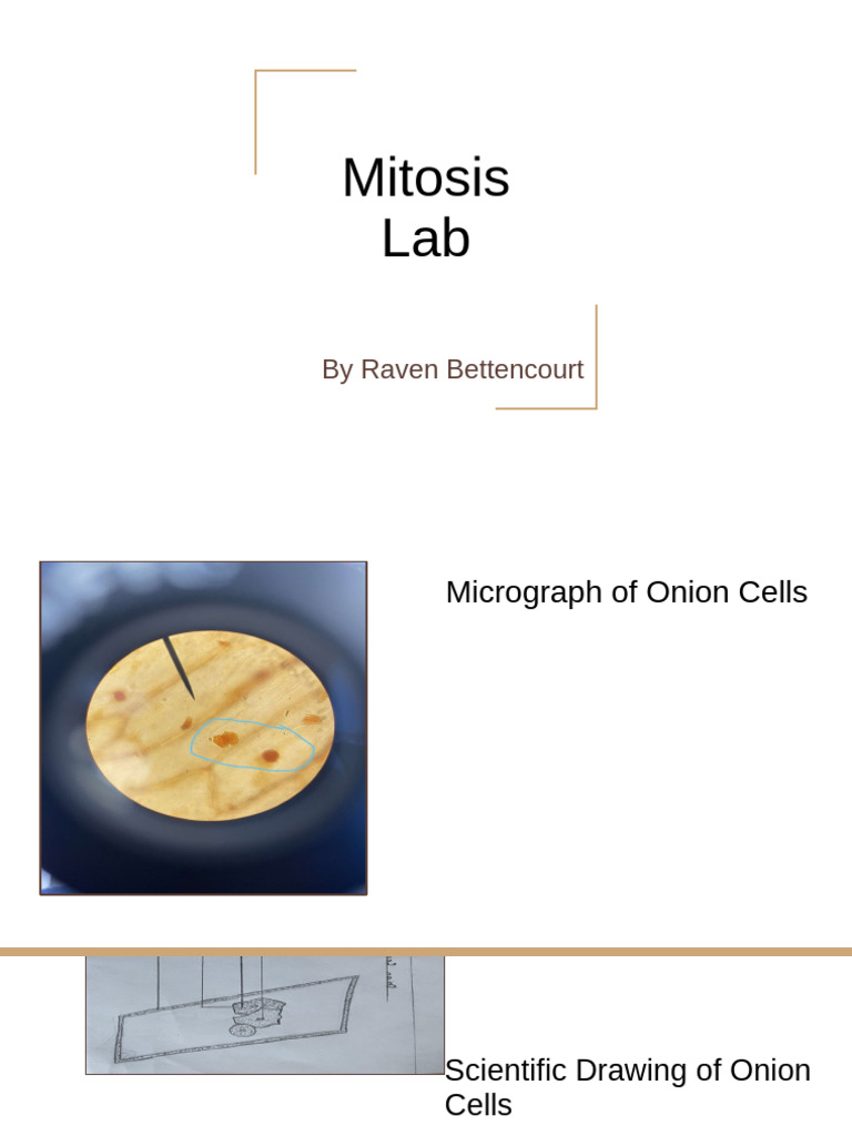 Mitosis Lab | PDF | Mitosis | Chromosome