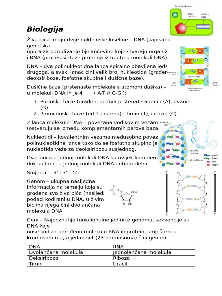 Biologija (SS) - DNA | PDF