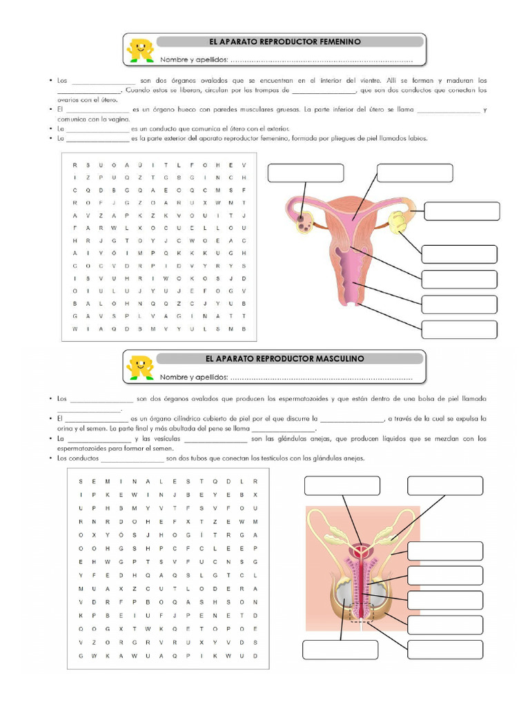 Actividad aparatos reproductor | PDF