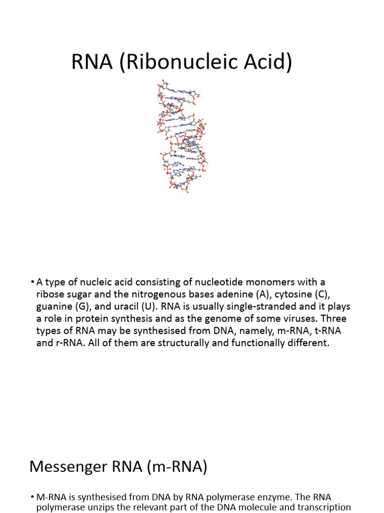 RNA (Ribonucleic Acid) | PDF | Rna | Ribosome
