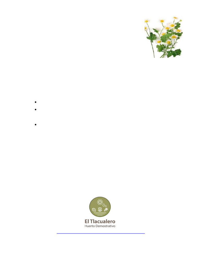 Altamisa: Usos y Características | PDF