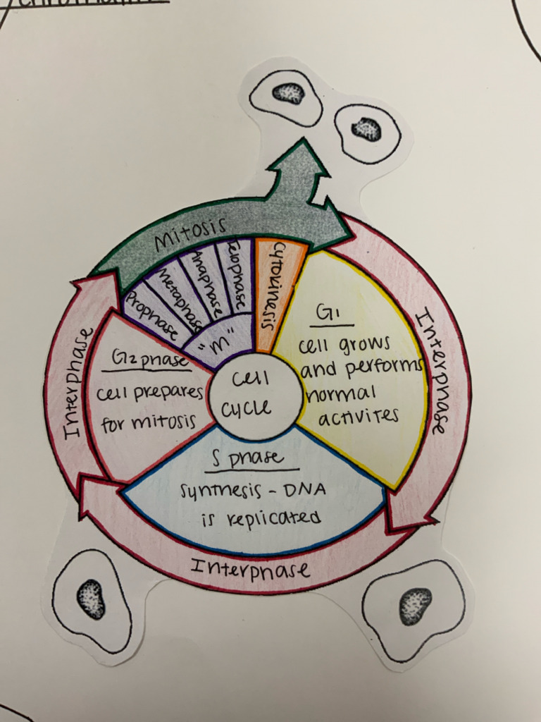 Cell Cycle Project Examples | PDF