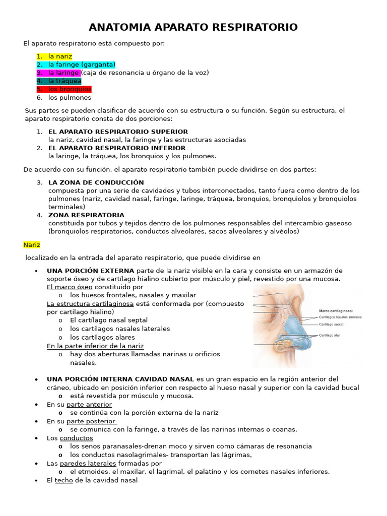 Anatomia Aparato Respiratorio | PDF | Nariz humana | Laringe