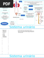 Mapa Mental Sistema Urinário | PDF | Rim | Sistema urinário