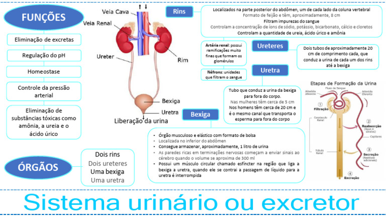 Mapa Mental Sistema Urinário | PDF | Rim | Sistema urinário