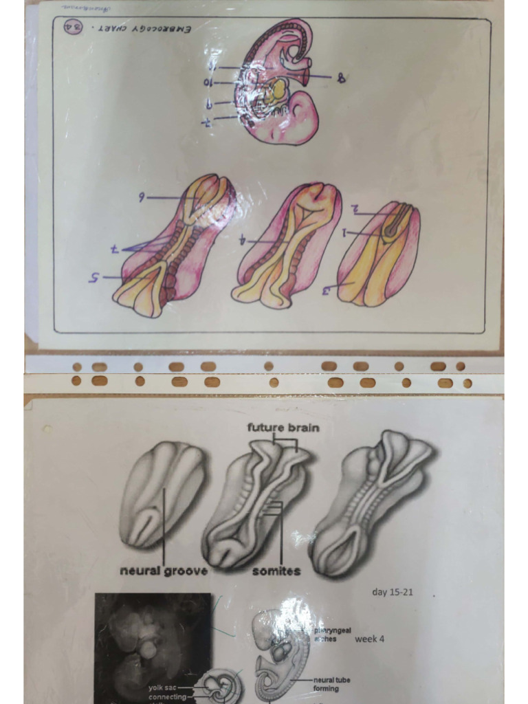 Embryology Charts | PDF