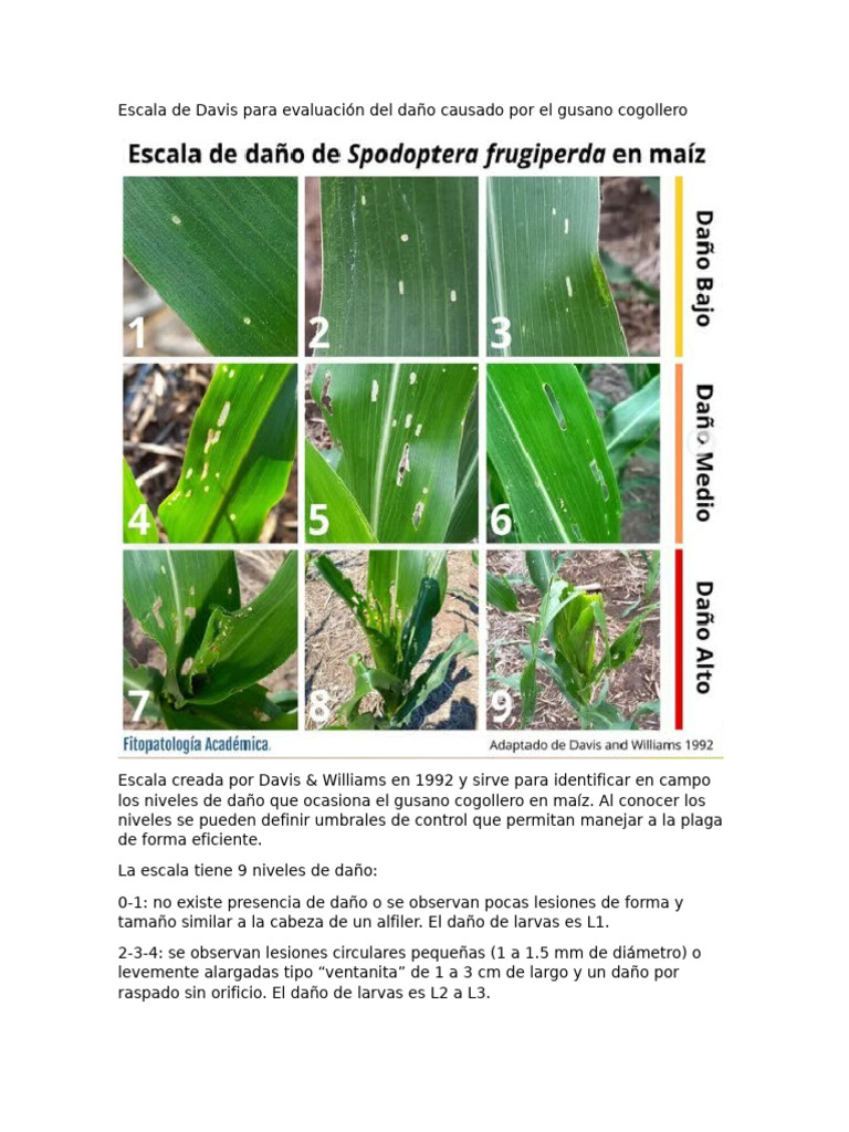 Escala de Davis para Evaluación Del Daño Causado Por El Gusano ...