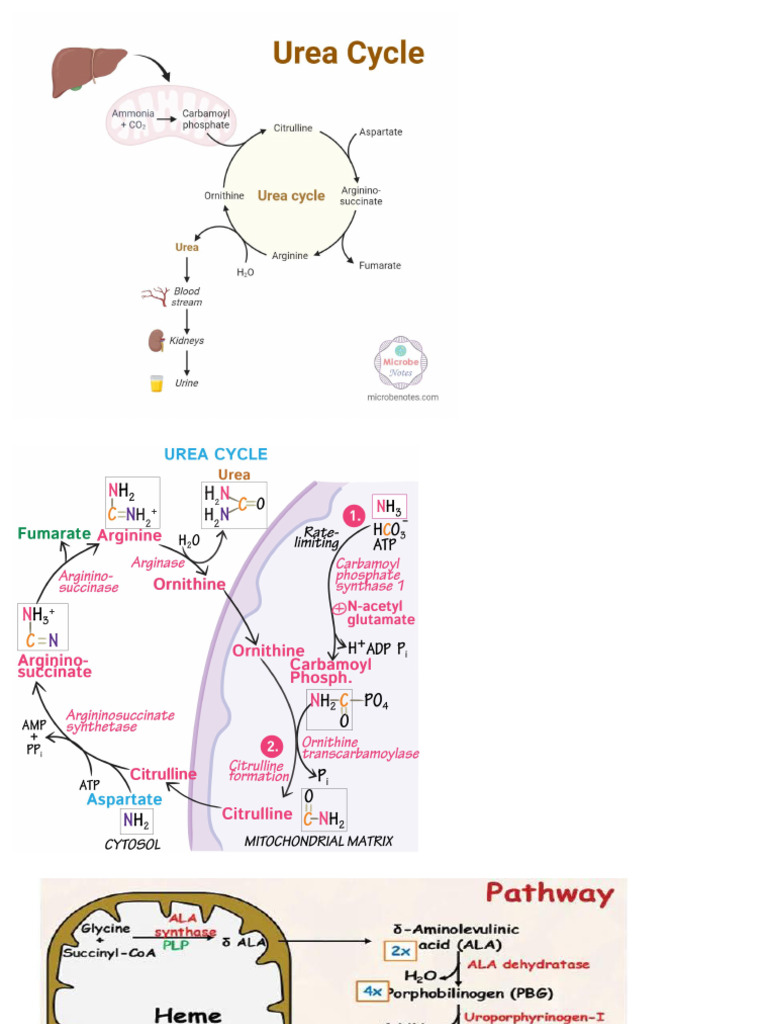 Urea Cycle | PDF
