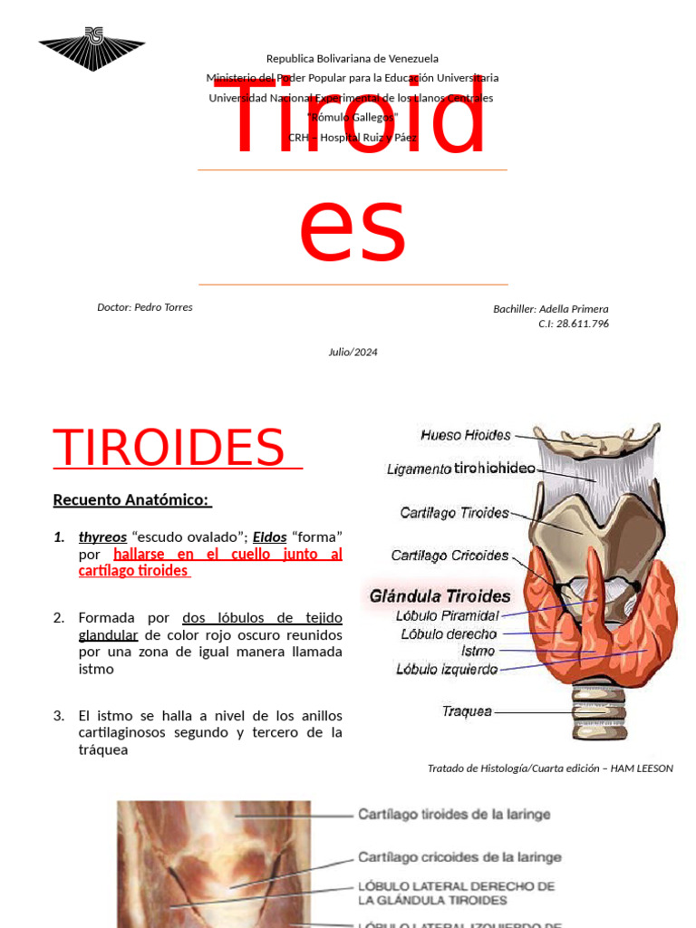Tiroides | PDF | Tiroides | Anatomía