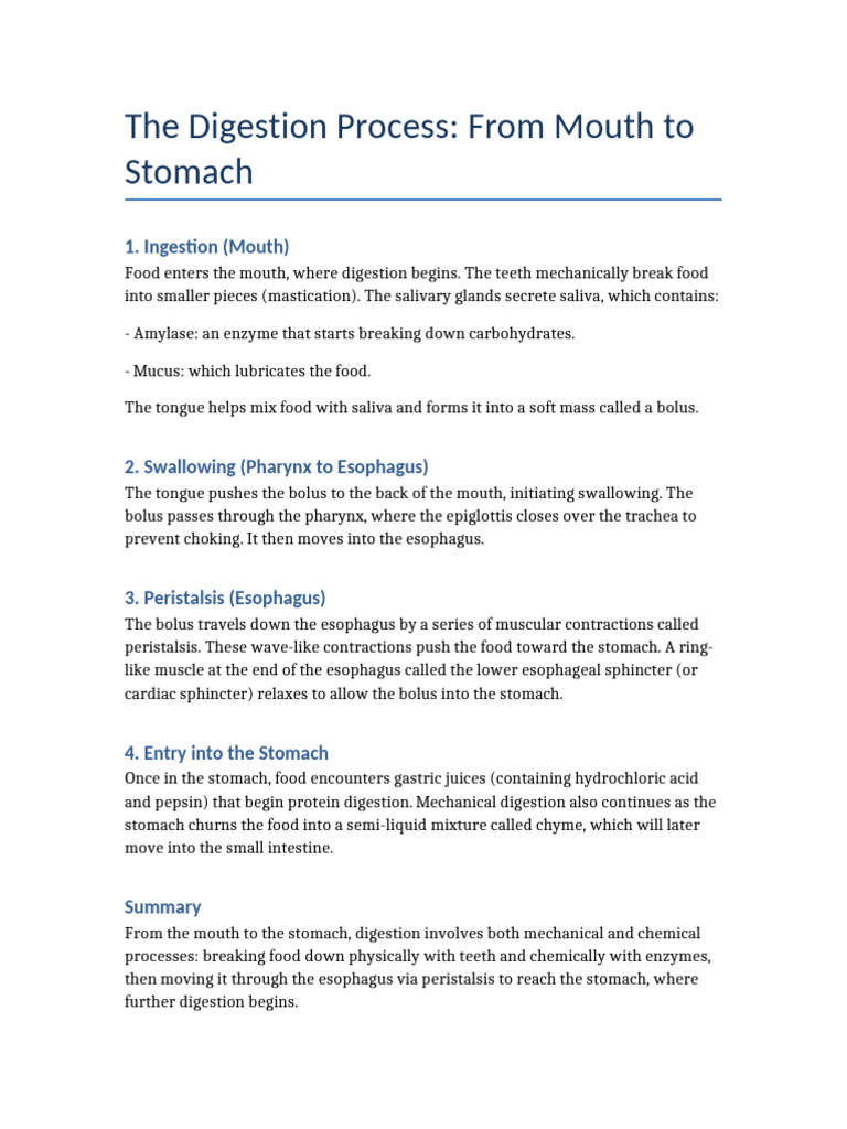 Digestion Process Mouth To Stomach | PDF