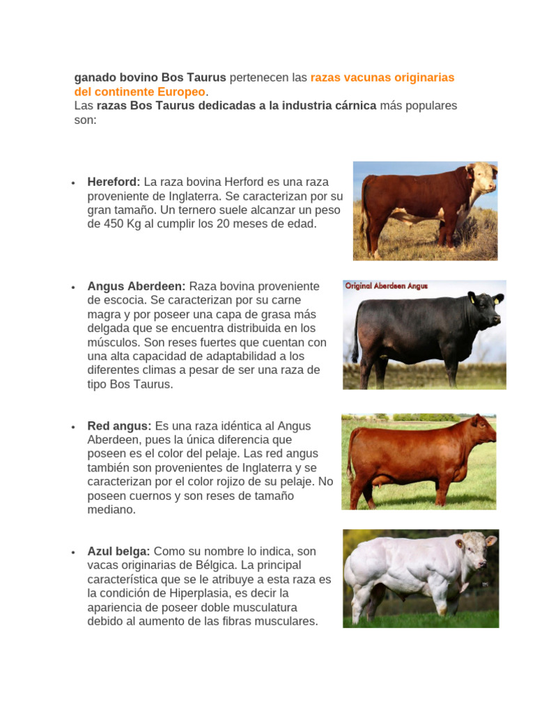 Razas de Ganado Bos Taurus y Bos Indicus | PDF | Vacas | Ganado