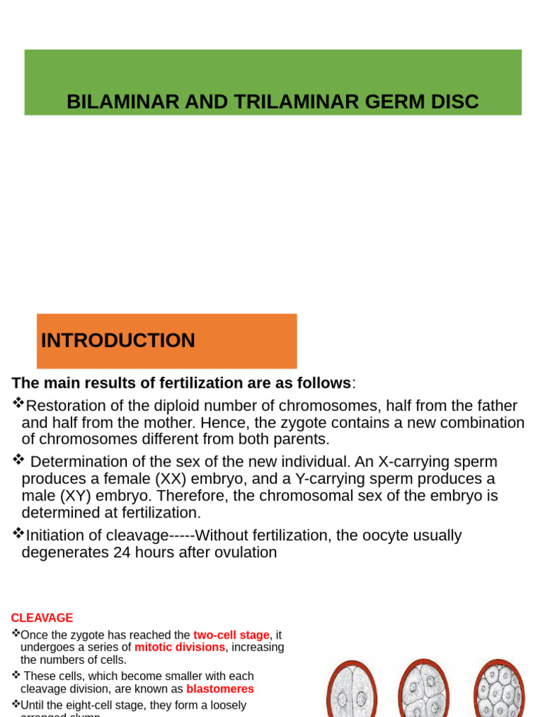 Bilaminar and Trilaminar Germ Disc | PDF | Reproduction | Anatomy