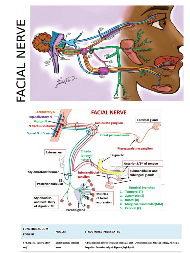 Facial Nerve | PDF | Human Head And Neck | Nervous System