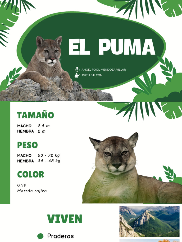 El Puma | PDF