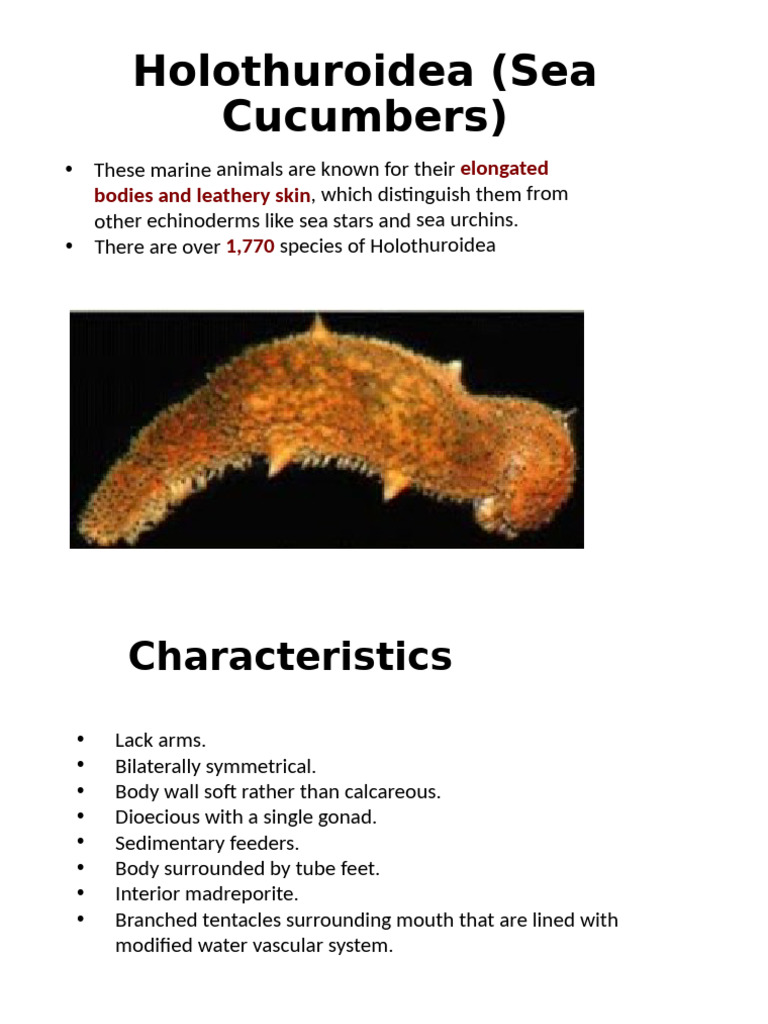 Holothuroidea (-WPS Office | PDF | Zoology | Biology