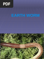 Earthworm Anatomy Dissection Worksheet | PDF | Digestion | Human Anatomy