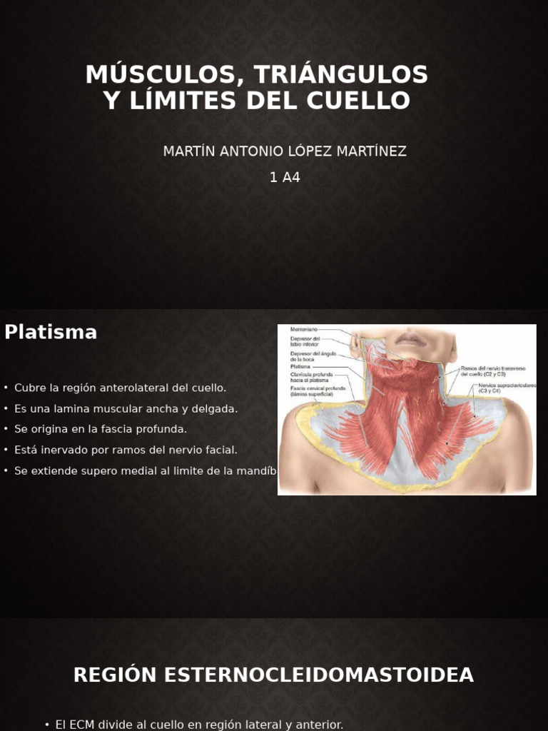 Músculos, Triángulos y Limites Del Cuello | PDF | Sistema ...