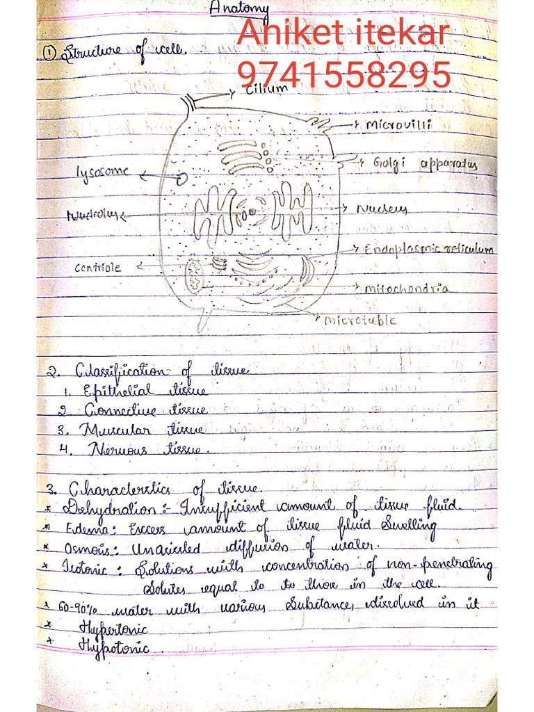 Anatomy 2 Marks (Question Bank) - Not | PDF