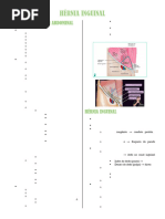 Anatomia da Região Inguinal | PDF | Anatomia