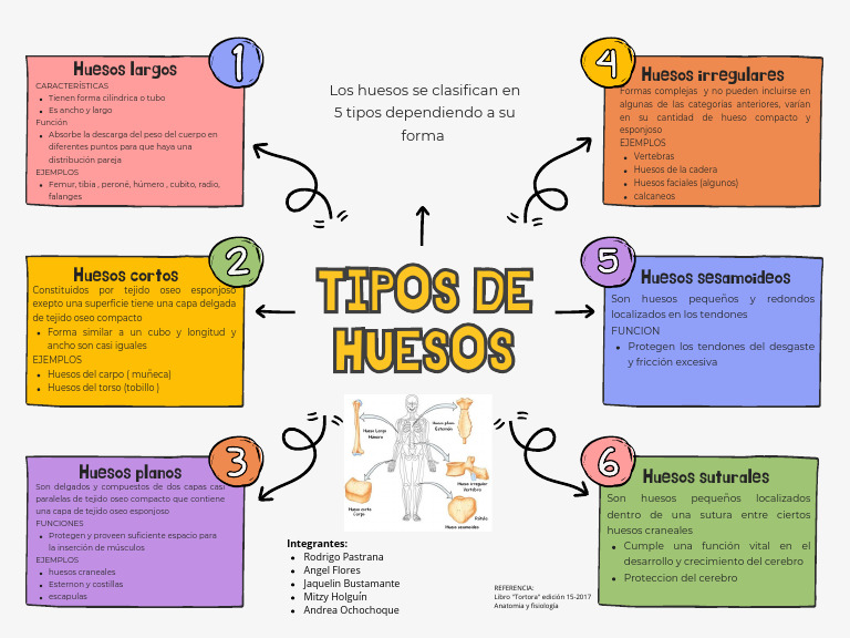 Tipos de huesos | PDF | Hueso | Sistema musculoesquelético