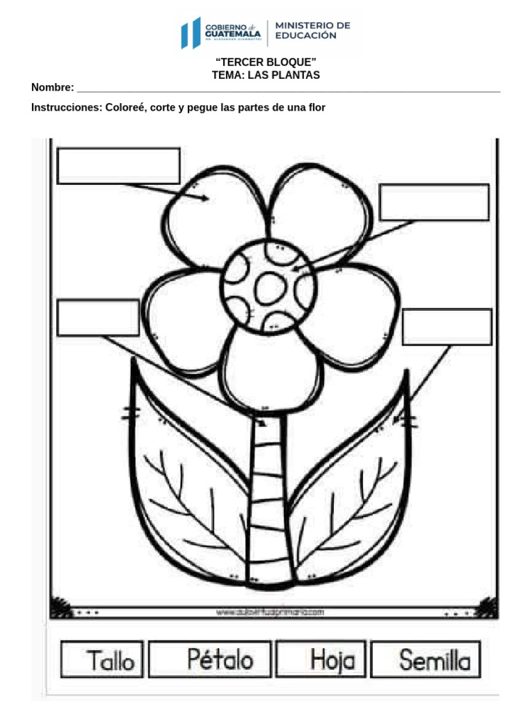 Hoja de trabajo sobre las plantas | PDF