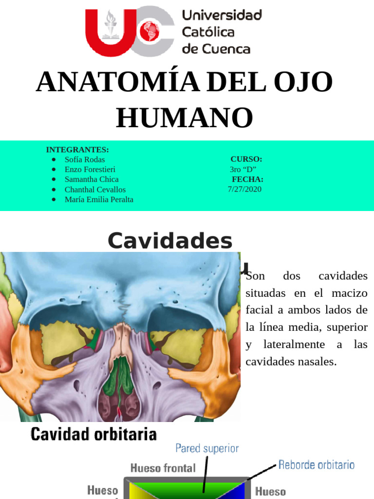 Anatomia Del Globo Ocular | PDF | Ojo humano | Rasgos faciales