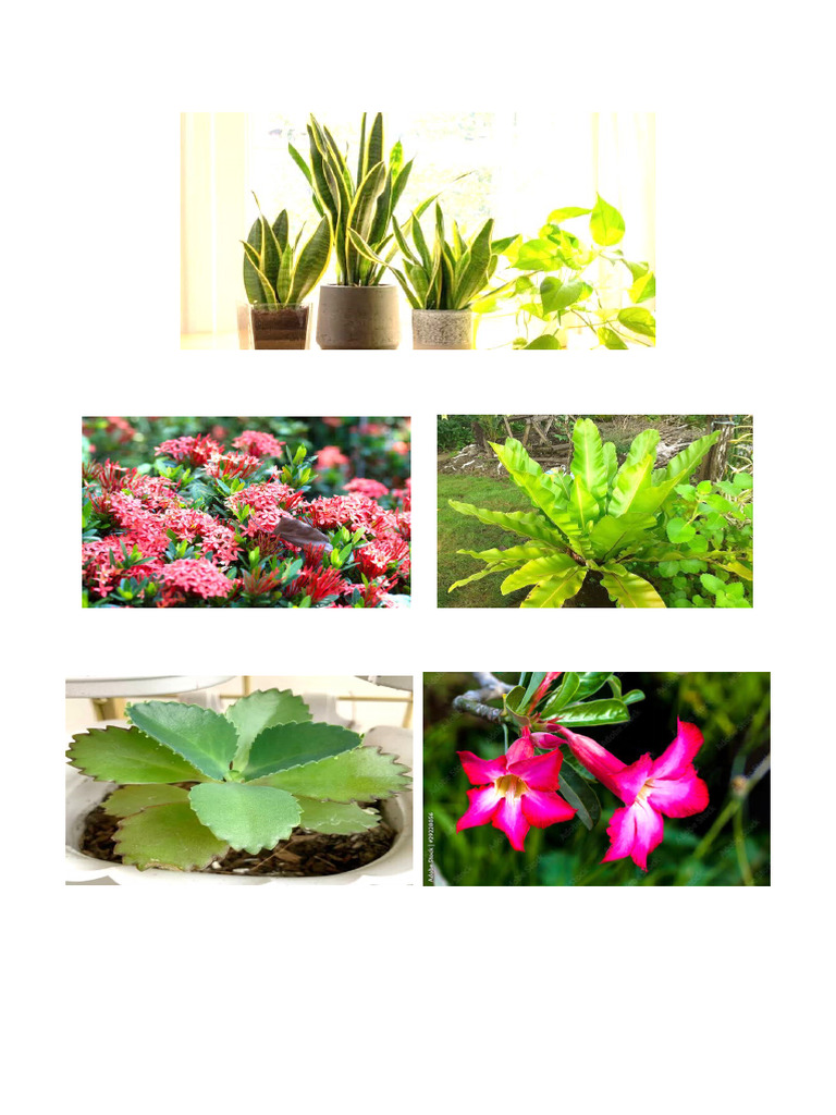 Ornamental Plants | PDF