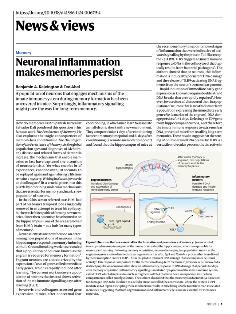 2024 Neuronal Inflammation Makes Memories Persist | PDF | Memory ...