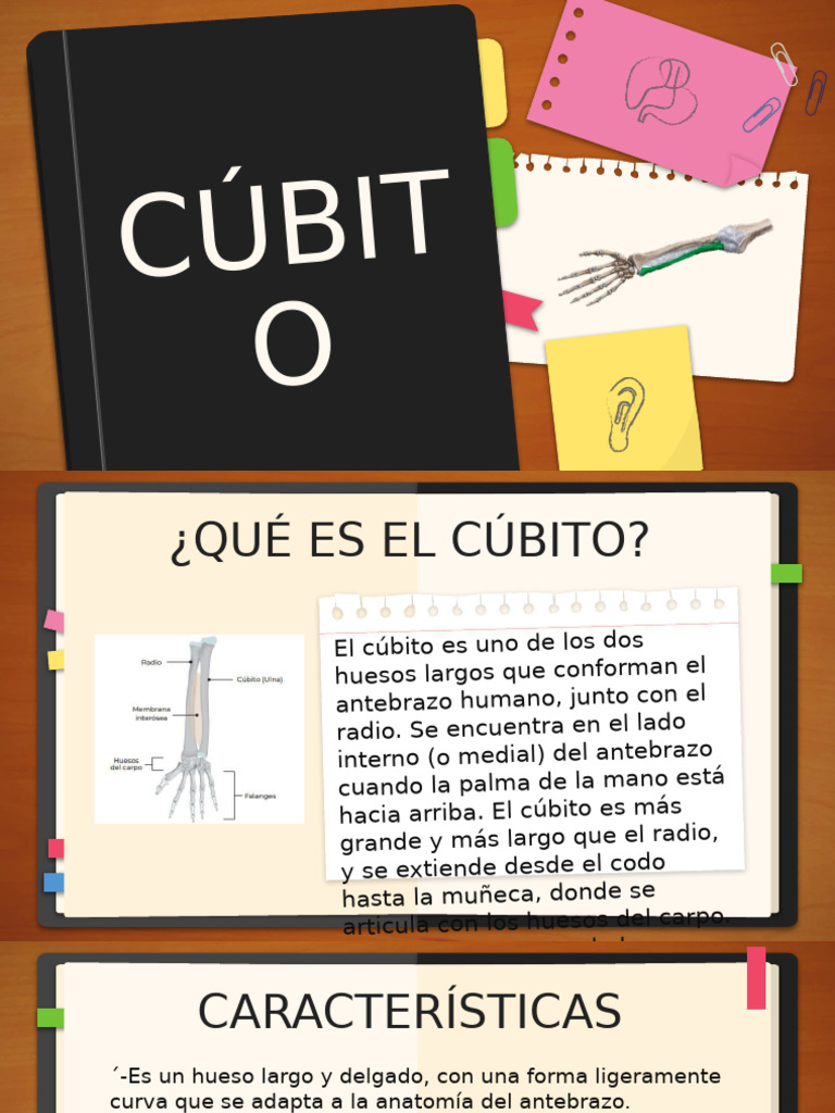 Anatomía y función del cúbito | PDF