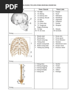 Anatomi Rangka Aksial Dan Apendikular | PDF