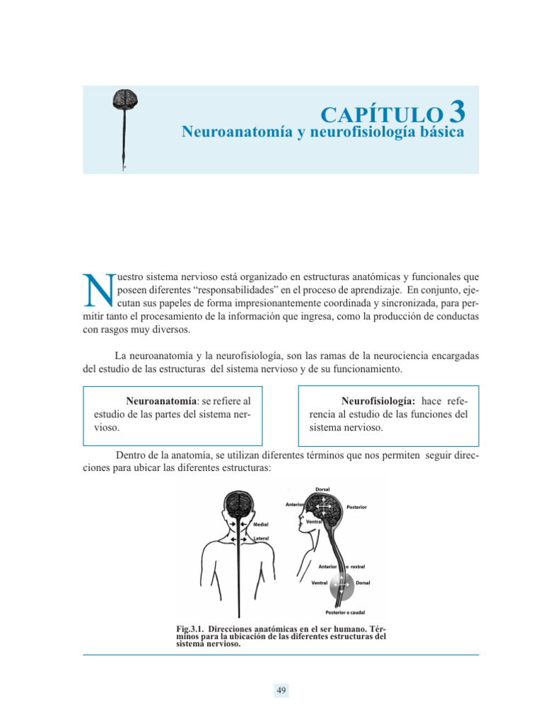 Neuroanatomía y Neurofisiología | PDF | Cerebro | Las emociones