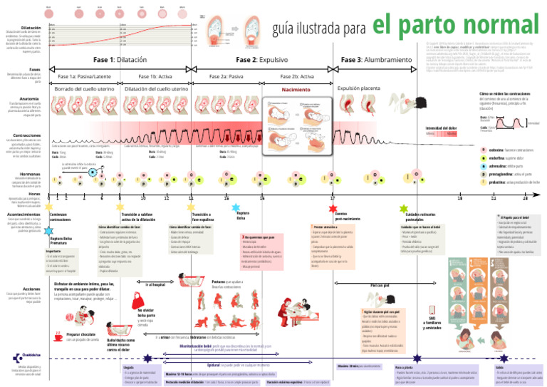 Fases del Parto: Guía Completa y Detallada | PDF | Parto ...