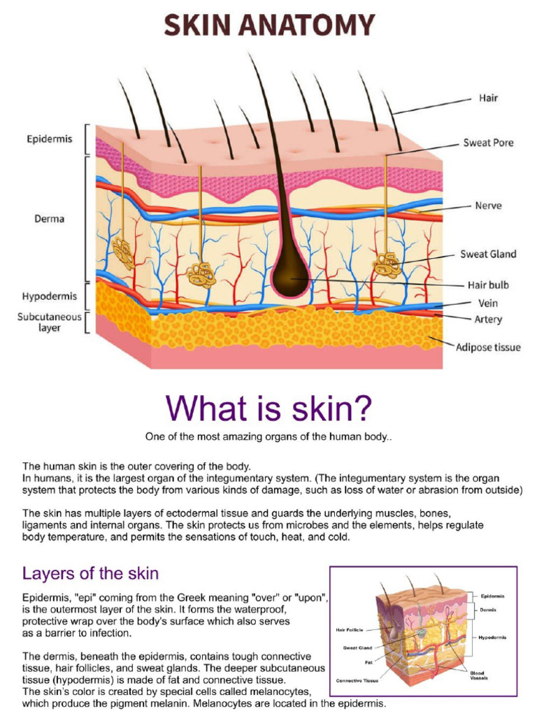 Skin | PDF
