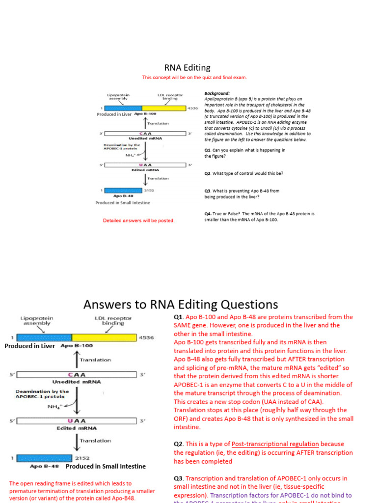 RNA Editing: This Concept Will Be On The Quiz and Final Exam | PDF | Messenger Rna | Translation ...