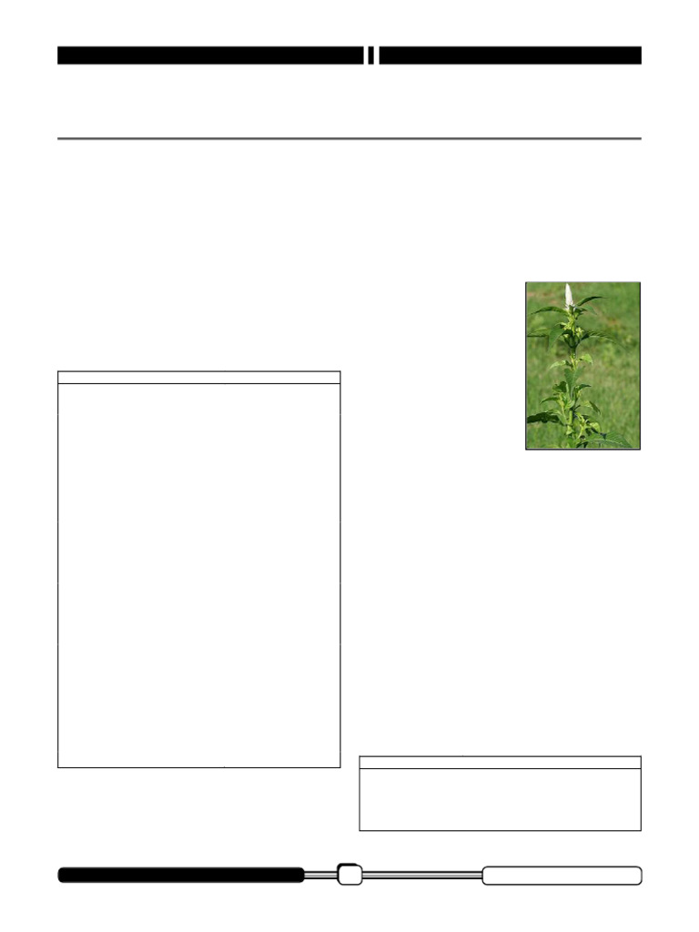 Effective Weed Management in Fruit Crops | PDF | Weed | Mulch