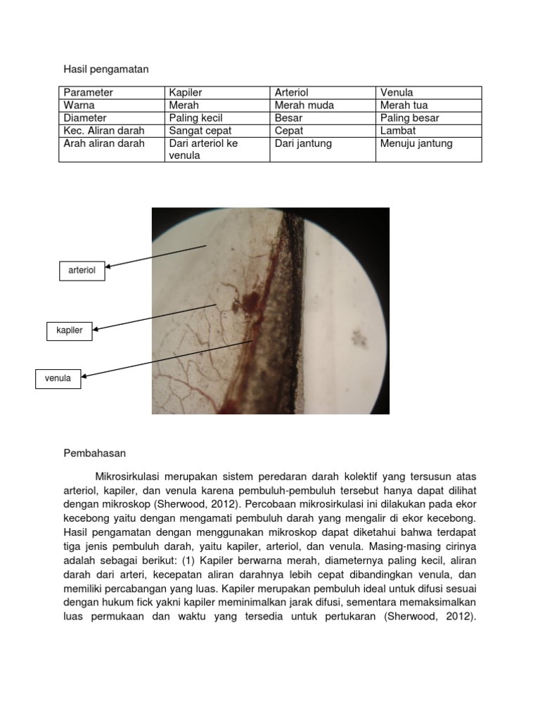 Mikrosirkulasi Cebong | PDF
