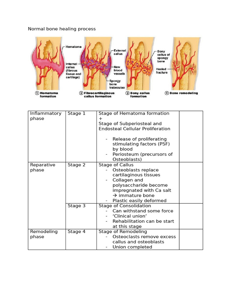 Bone Healing Process Explained | PDF