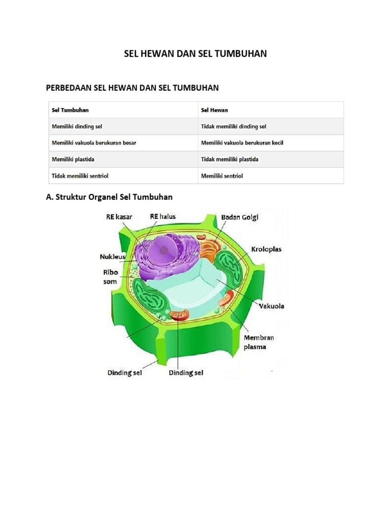 Struktur Sel Hewan dan Tumbuhan | PDF