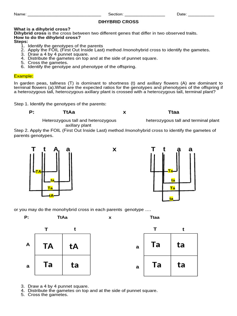 Dihybrid Cross Worksheet | PDF | Genotype | Biology
